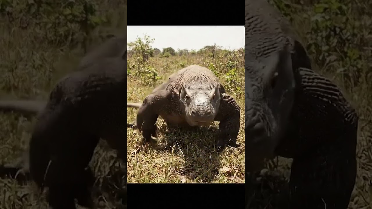 AI-Generated - Face to Face with a Komodo Dragon  Wild Indonesia Encounter #indonesia #komodo