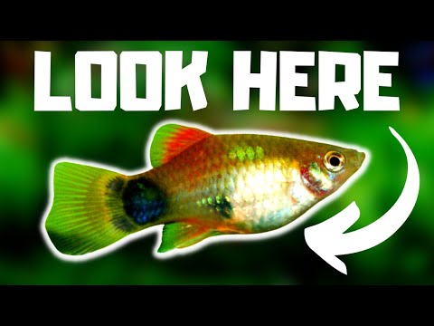 Accurate Signs A Female Platy is About to Give Birth!