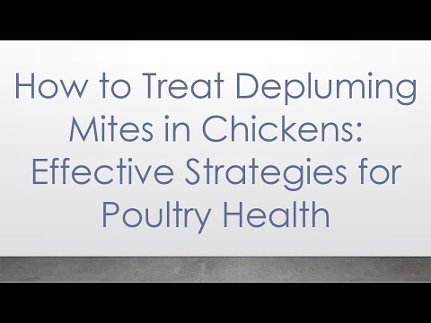 How to Treat Depluming Mites in Chickens: Effective Strategies for Poultry Health