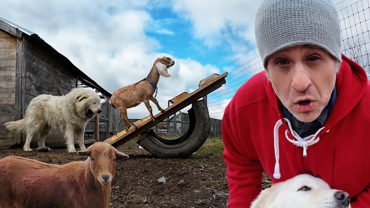 DIY Playground Equipment for Goats