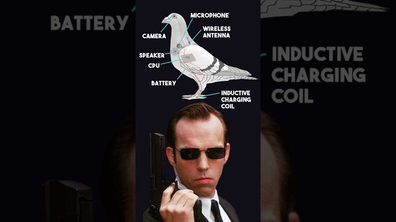 how god programmed birds probably