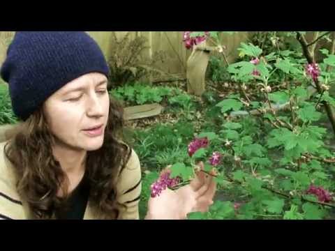 Foraging in Vancouver with Chef Robin - Flowering Currant