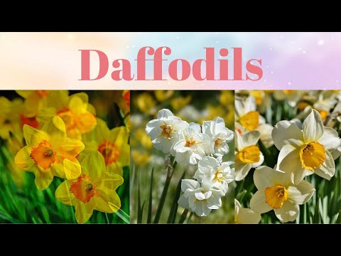 Daffodils | All About Daffodil Flower | Flower Daffodil Information