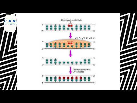 DNA Repair and Cancer Power Point Presentation Biochemistry YAM PPT DNA Repair Cancer