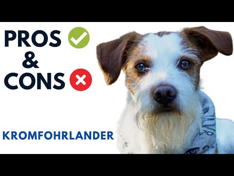 Kromfohrlander Dog Pros and Cons | Kromfohrländer Kromi Dog Dog Advantages and Disadvantages