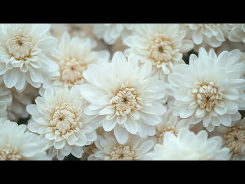 NOVEMBER SYMBOLS - CHRYSANTHEMUM FLOWER SYMBOLISM AND MEANING #history #symbols
