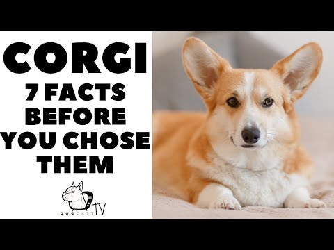 CORGI - Before You Chose a CORGI (7 Facts). How to live with a CORGI Dog (in 2021)?