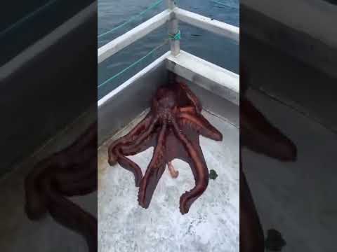 Gurita ini Bisa keluar lewat lubang kecil kembali ke laut#shorts