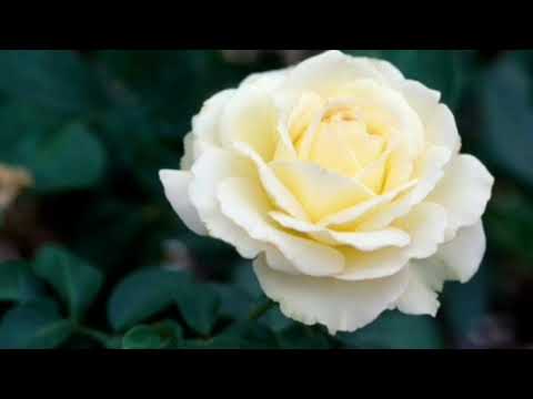 11 ROSE COLORS MEANINGS