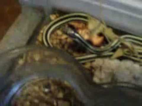 cat vs. snake pt. 2