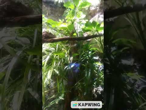 Cuban False Chameleon