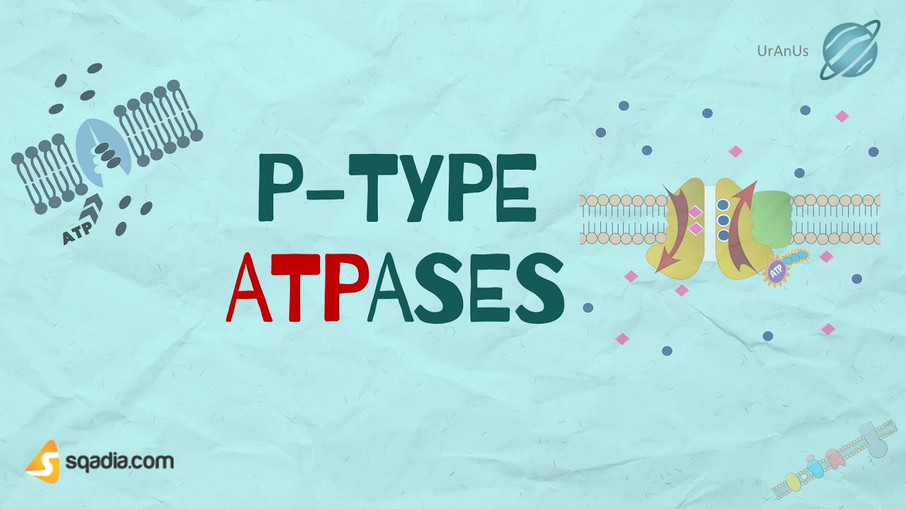 P-Type ATPases | Introduction