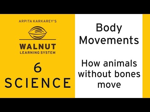 6 Science - Body movements - How animals without bones move
