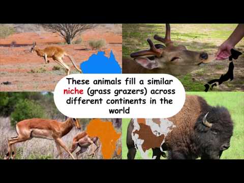 A1 Niche and Adaptations