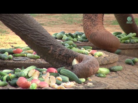 Elephant’s Trunk The Most Remarkable Organ Of An Elephant - ElephantNews