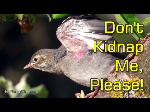 Fledglings - What Are They, How to Recognize and What to Do with Them?