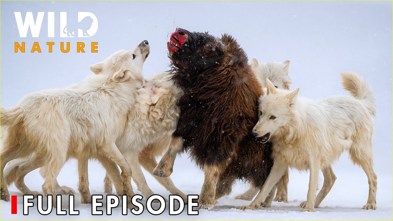 Wild Wolves: Lords of the North (Full Episode) | Yellowstone Wolf Dynasty | Wild Nature
