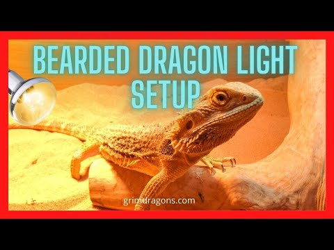 Bearded Dragon Light Setup | How To Setup Light For Your Bearded Dragon