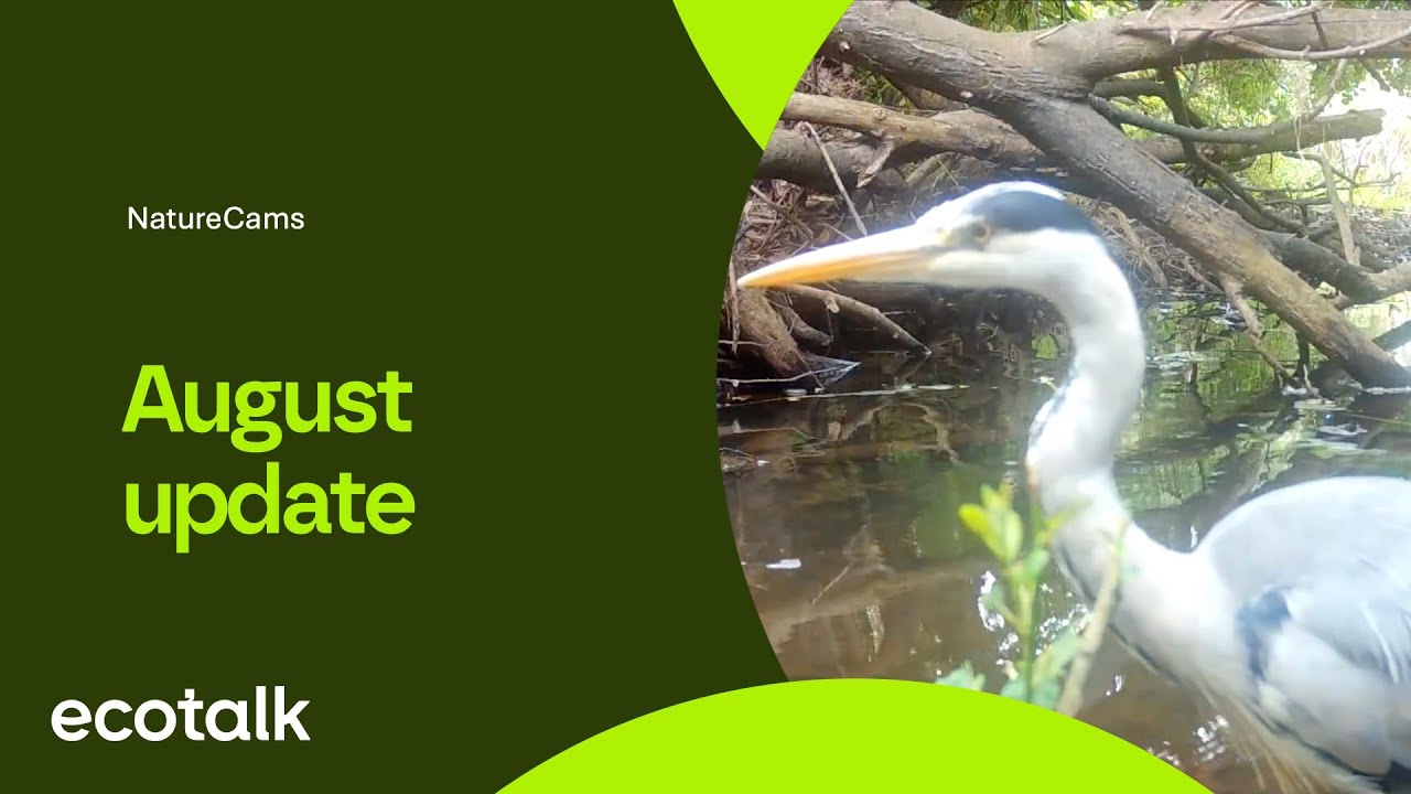 Nature Cams | Ecotalk