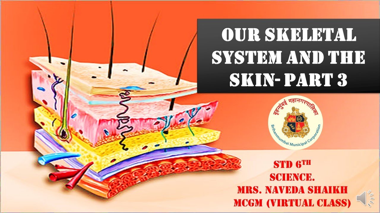 Our Skeletal System and the Skin  part 3/std 6th/ science/ ssc Maharashtra board