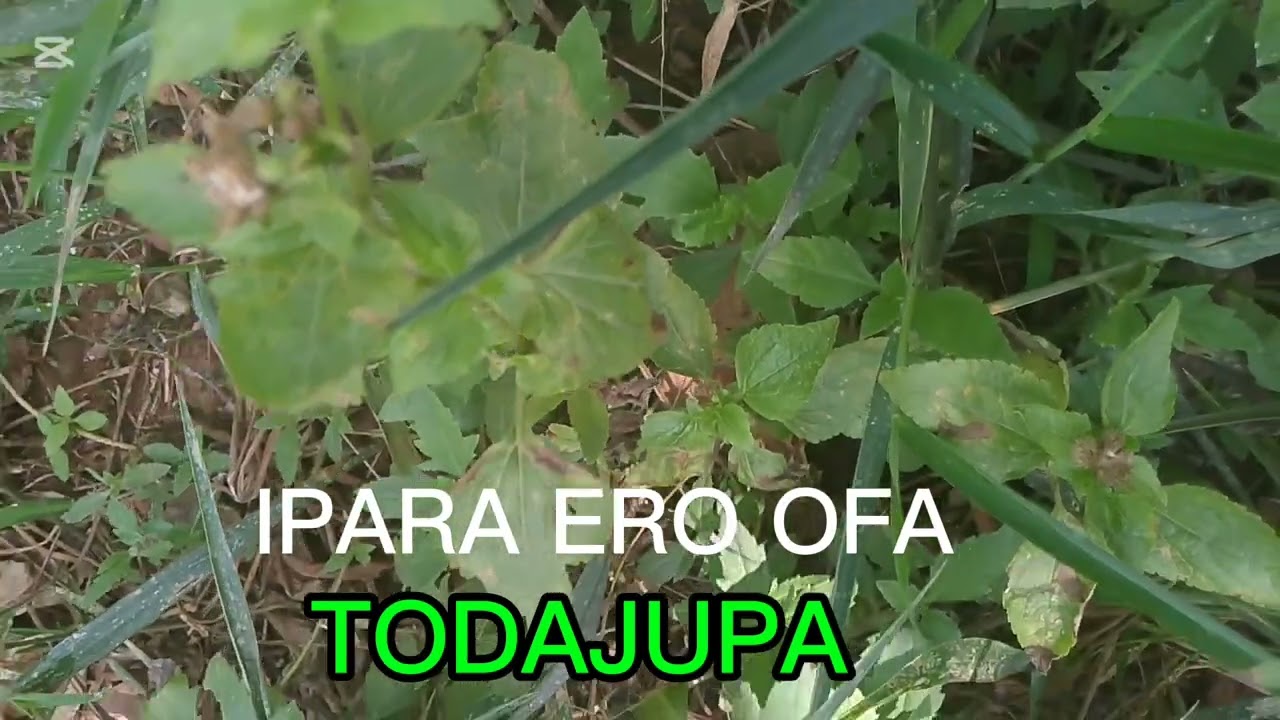 IPARA ERO OFA INUN ARA TABI IDENON OFA TONI AGBARA 