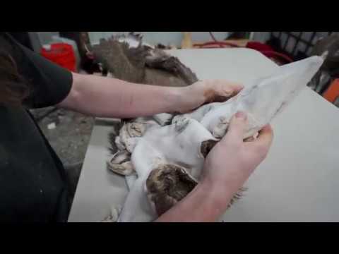 Old Barn Tannery: A Day In The Life
