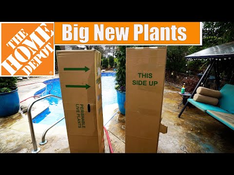 Big New Plants From The Home Depot