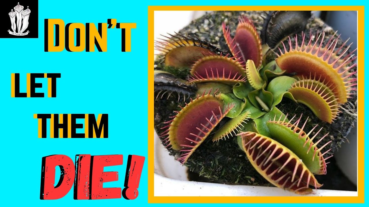Venus Flytrap Dormancy - How to Keep Your Venus Flytrap Dormant
