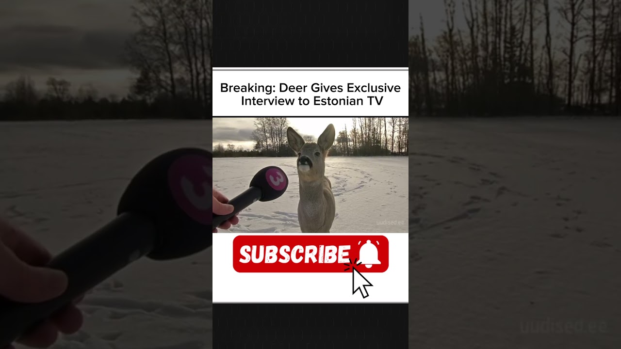 BREAKING NEWS: DEER GIVES INTERVIEW TO ESTONIAN NEWS OUTLET. #news #deer #funny #nature #animals
