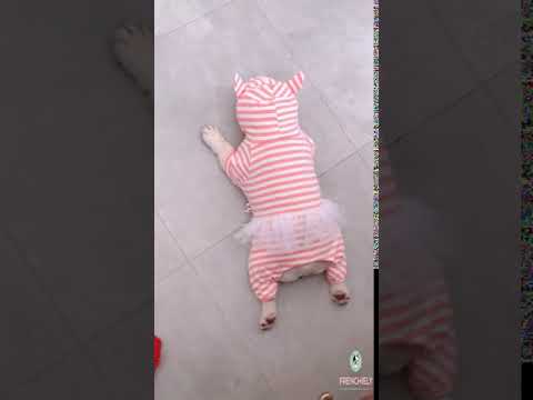 french bulldog pajamas PJs for medium dogs