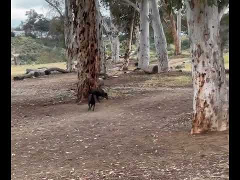 Video of adoptable pet named Uma.