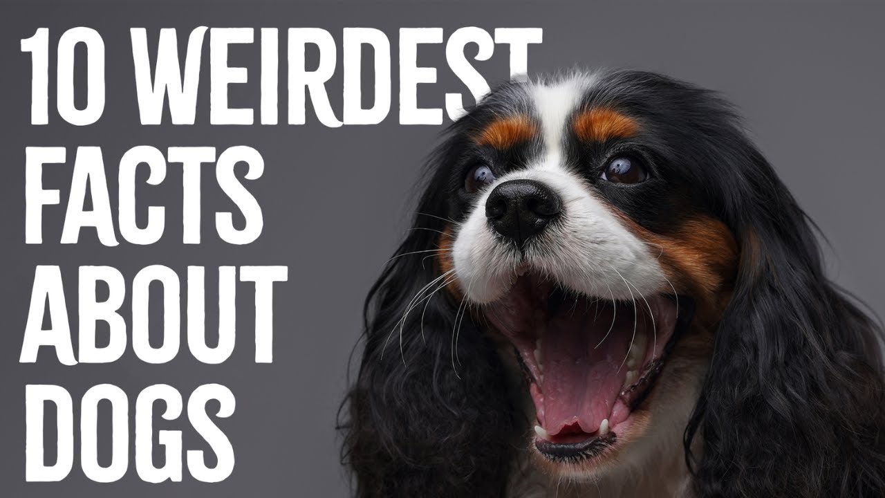 10 Surprising Facts About Dogs You Never Knew!