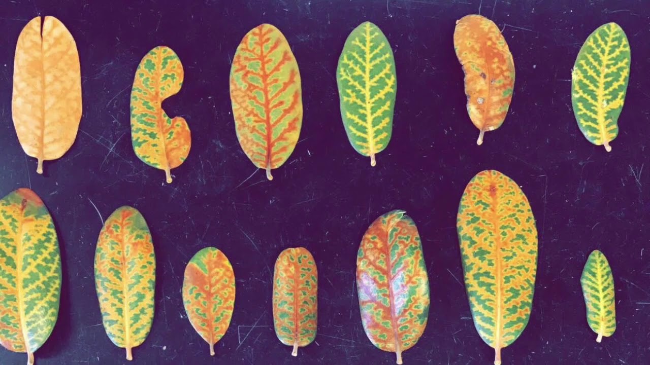 WHAT Wednesday: Oak Wilt Sampling