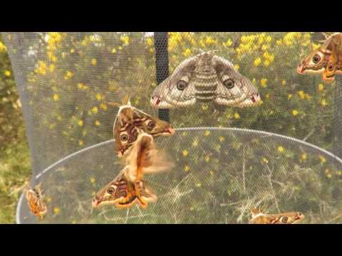 Sexual/Mating Signals