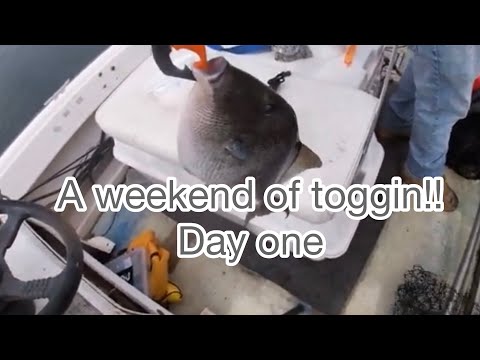 A weekend of toggin!! Day one (Got my triggerfish)