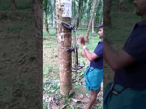 Coconut Tree Climber at Best Price in India