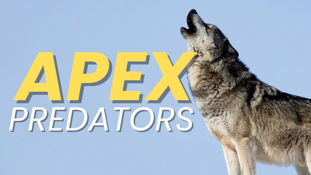 15 Examples of Apex Predators