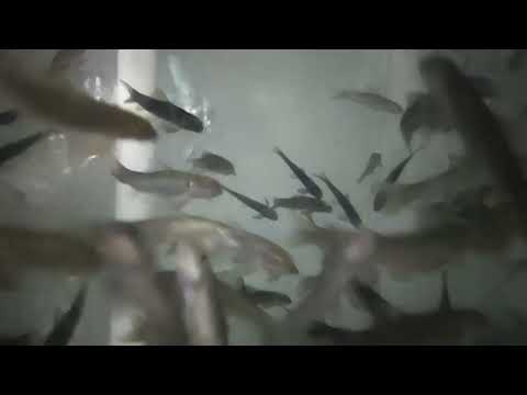 Garra Rufa Fish & Doctor Fish | Spa Fish Dr Fish | Deepa Aquarium, Mumbai