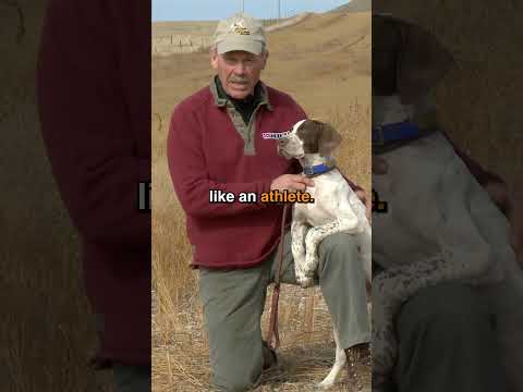 Feeding your Dog - Proper Nutrition for Hunting Dogs