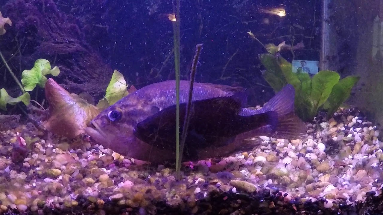 Warmouth spawning in my tank