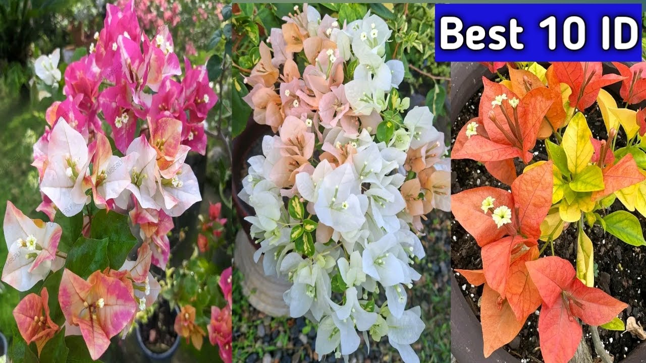 Super 10 Bougainvillea Flower Varieties With Names Or IDs #bougainville