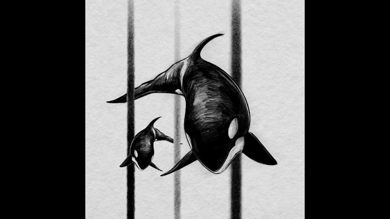 Killer whale 