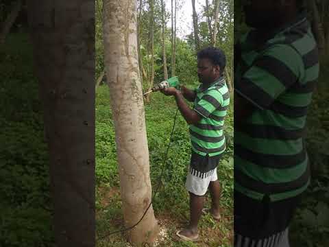 Artificial fungus treatment for my Agarwood trees #Agarwoodsneyveliplantations #Agarwoodtamilnadu