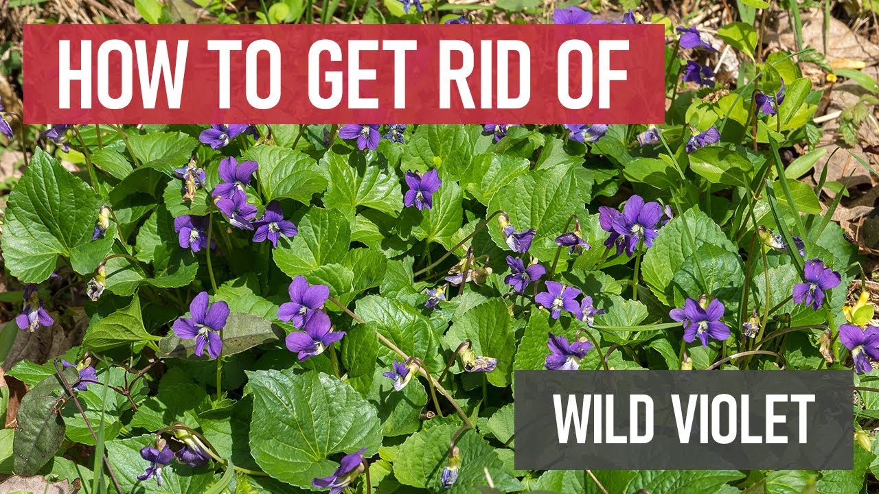 Wild Violet Control: How To Get Rid of Wild Violet