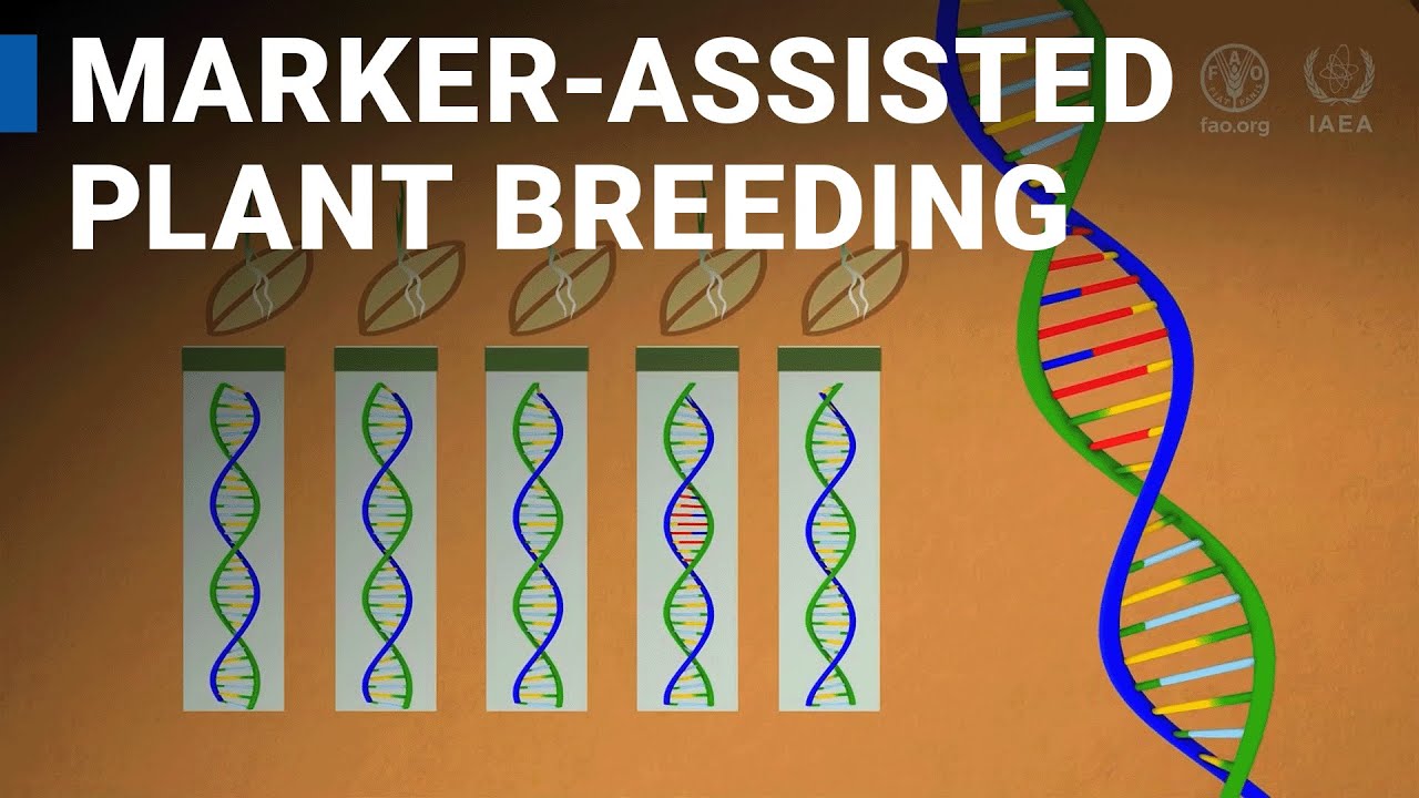 Using nuclear science in marker-assisted plant breeding