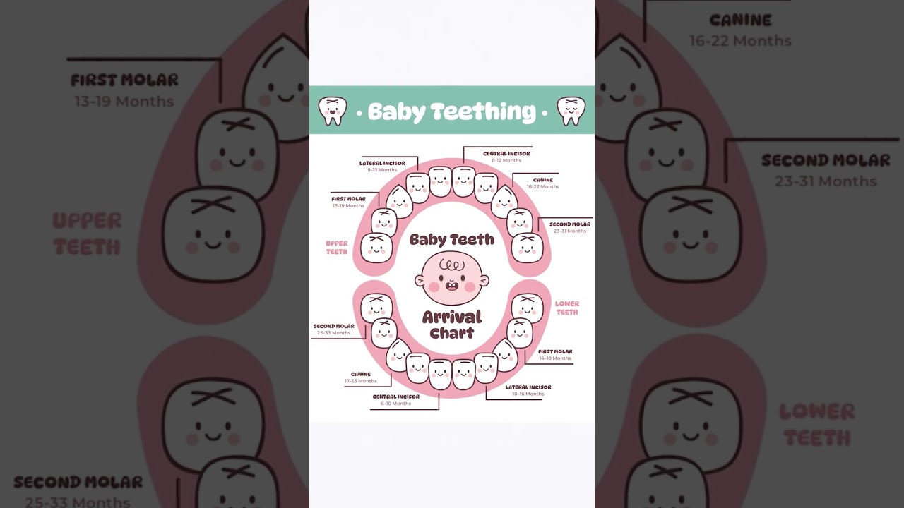 Baby Teething By Order of Appearance + Teething Chart