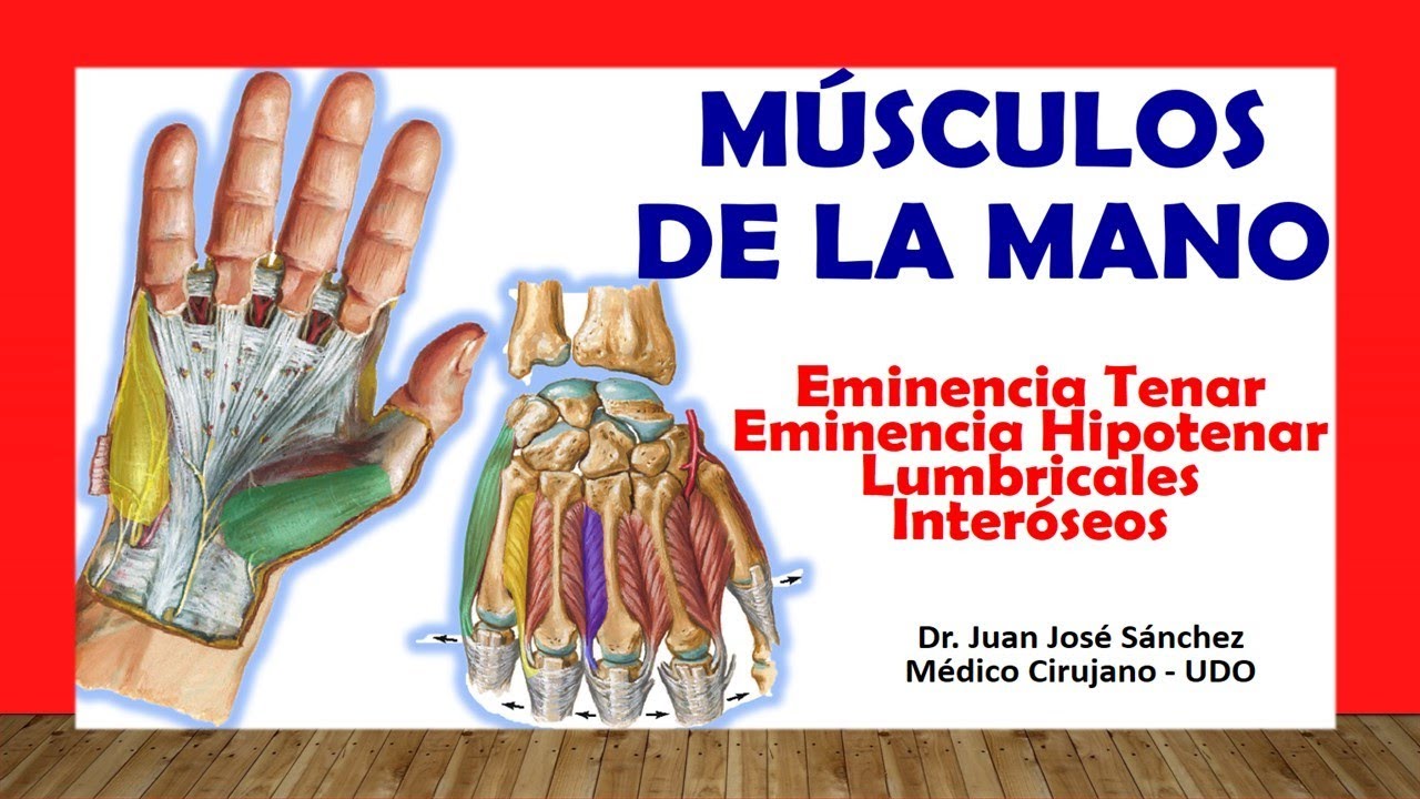 🥇 MUSCLES OF THE HAND. Quick, Easy and Simple