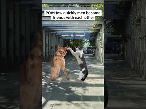 CAT MEMES🐱How quickly men become friends with each other #catmemes #memes #funny #relationship