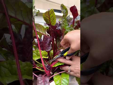 Benefits of swiss chard #harvest #youtubeshorts #shorts #viral #youtube #organic #healthylifestyle