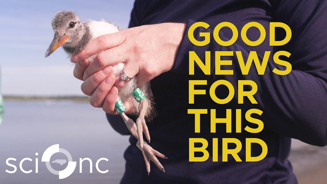 How banding helps save this bird | Sci NC | PBS North Carolina